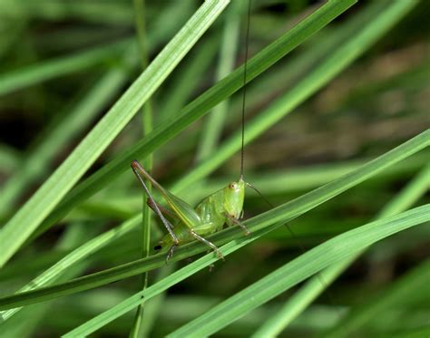 Free Images Grasshopper Katydid 1484280