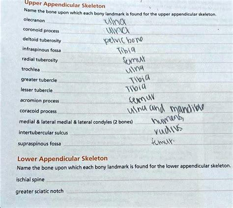 Upper Appendicular Skeleton Name The Bone Upon Which Each Bony Landmark