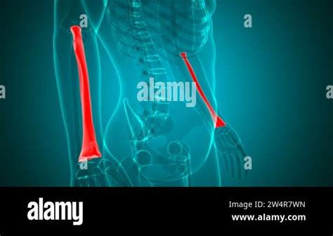 Human Skeleton Radius Bone Anatomy Loopable 3d Illustration For Medical Concept Stock Video
