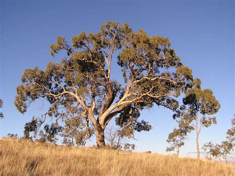 What Makes A Tree It S Hard To Agree Atlas Obscura