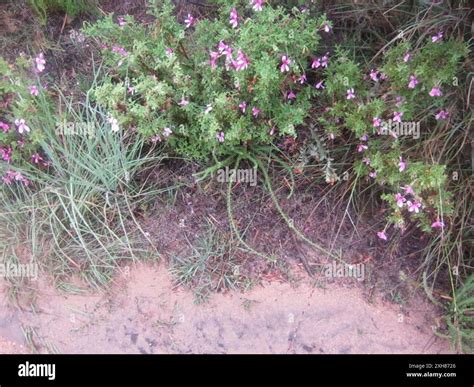 Oak Leaved Geranium Pelargonium Quercifolium Blue Hill In The Kouga