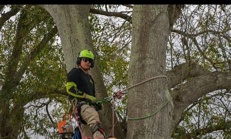 Gba Tree Service Tree Removal And Trimming Isa Arborists