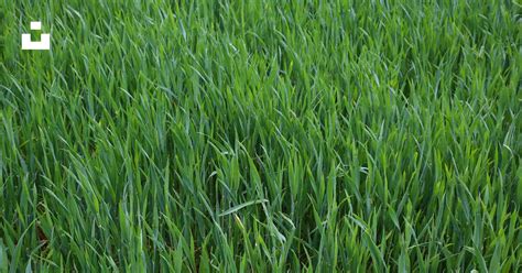 푸른 잔디밭의 클로즈업 사진 Unsplash의 무료 식물 이미지