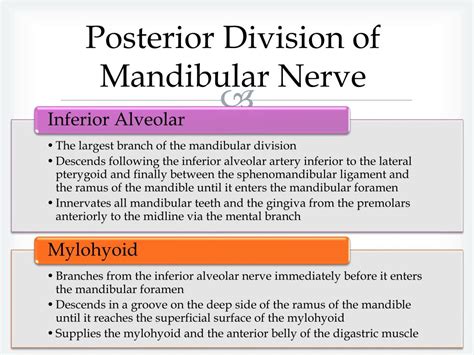 Ppt Trigeminal Nerve Mandibular Branch Powerpoint Presentation Free Download Id 1892929