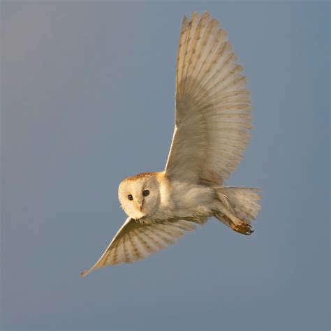 Flying Owl Wallpaper