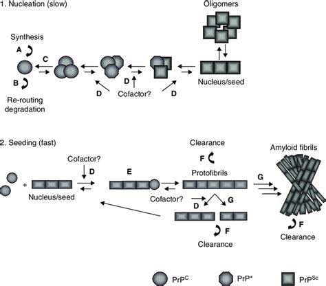 Prion Replication According To Seeding Nucleation Model With Putative