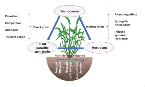 Biological Control Trichoderma Eslam Mamdouh