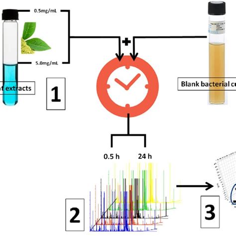 Schematic Workflow To Assess Functional Food On Gut Microbiota Download Scientific Diagram