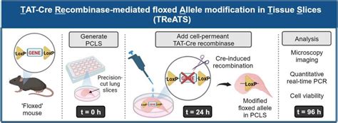 The Experimental Flow Of Tat Cre Recombinase Mediated Floxed Allele