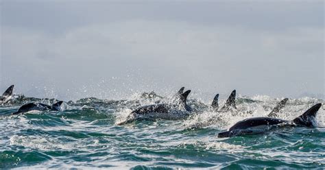 돌고래 바다에서 수영하고 물고기를 사냥 돌고래는 수영하고 물에서 뛰어 내립니다 긴 부리 일반적인 돌고래 학명 사진 Unsplash의 바다 이미지