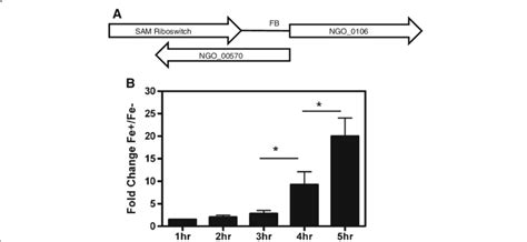 Fe Regulation Of Fa 1090 Sam Riboswitch The Sam Riboswitch Is Located