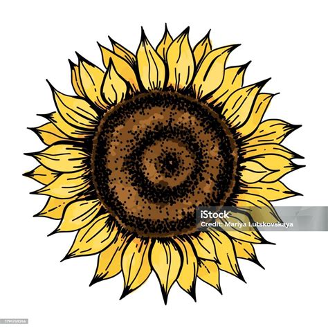 해바라기 스케치 스타일의 꽃과 잎 검은 씨앗 노란 꽃잎 빈티지 장식 요소 인사말 및 초대장 장식 오일 포장 손으로 그린 식물