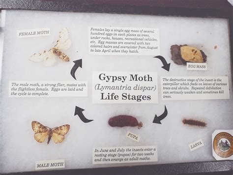 House Moth Life Cycle Life Cycle Spongy Moth In Wisconsin