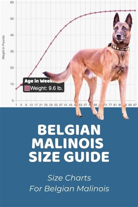 Belgian Malinois Height Growth Chart At Carmen Pink Blog