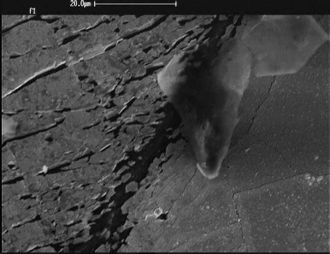 Sem Micrograph Showing The Interior Of The Reference Compound Uncured