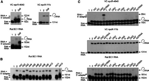 Adapter Ligation To 5 9 Ends Of Rna Templates With Different Download Scientific Diagram
