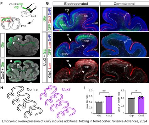Science Mission Regulating Cerebral Cortex Folding Facebook