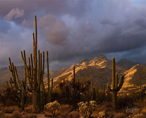 Sabino Canyon Sunrise Arizona Sonoran Desert Fine Art Photos By