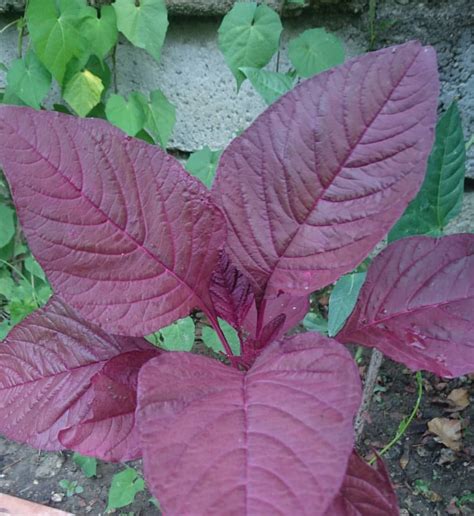 The Hortus Horrei Of Corte Eremo Mantua This Amaranth Keeps Sowing Itself Around The