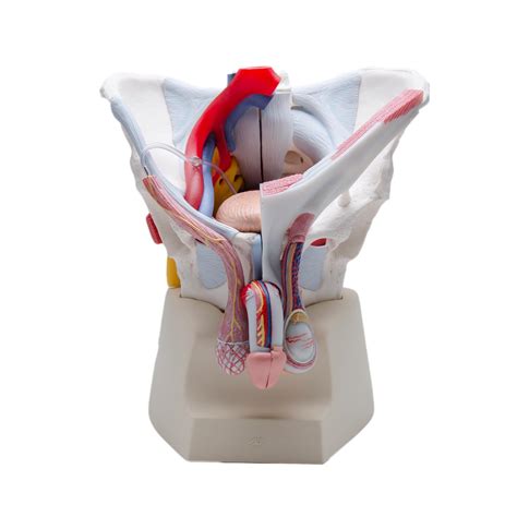 Male Pelvis With Ligaments Vessels Nerves Pelvic Floor And Organs 7