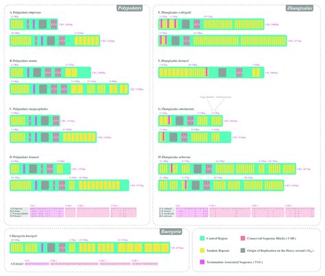 mitogenome control region cr structure comparison and conservative