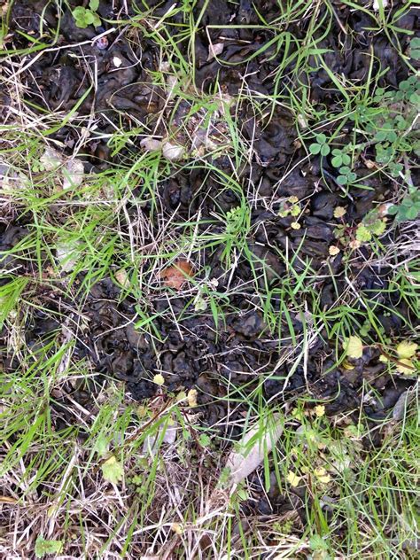 Why Is My Lawn Turning Black At Andrew Leichhardt Blog