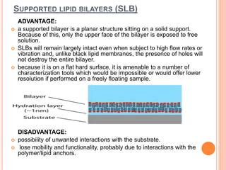 Monolayer Planer Bilayer And Liposomes As Model Pptx