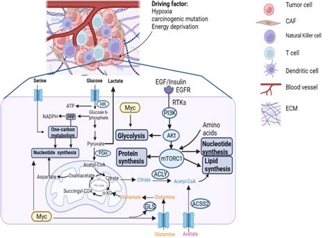 Advanced Progress Of Spatial Metabolomics In Head And Neck Cancer Research Pmc