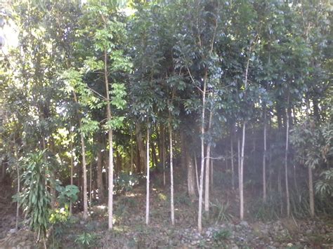 Sustainable Development Trees In The Farm Part