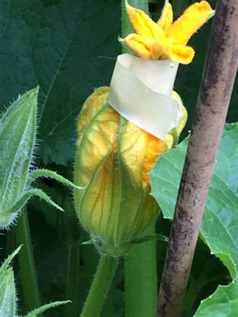 The Sex Life Of Naked Pumpkins Part Two By Helen Gabel Songaia Community