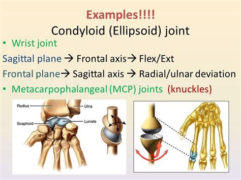Ellipsoid Joint Examples Anatomy At Veronica Reyes Blog