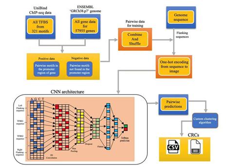 Cnn Architecture And Pipeline Diagram For Tf Co Binding Prediction