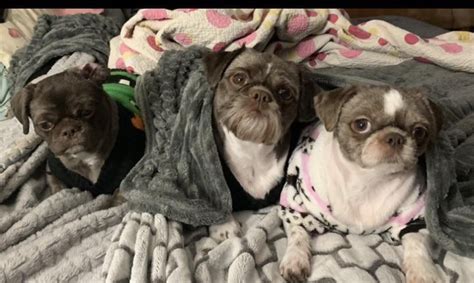 My babies : r/Shihtzu