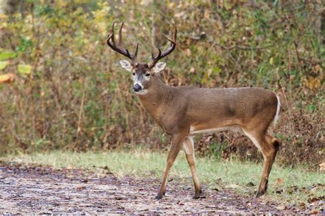 Whitetail Does With Horns