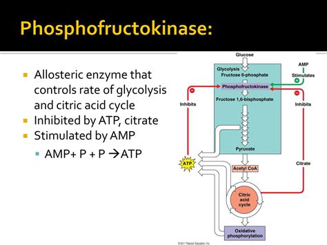 Stage 3 Oxidative Phosphorylation Ppt Download