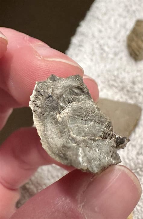 Rock Wood Bone R Fossilid