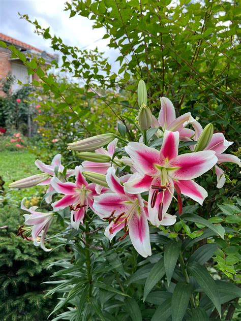 ფლორა პლიუსი დღის პოზიტივი ჩვენი ეზოდან Facebook