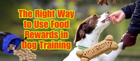 How To Train Dogs With Food The Right Way Proper Use Of Treats