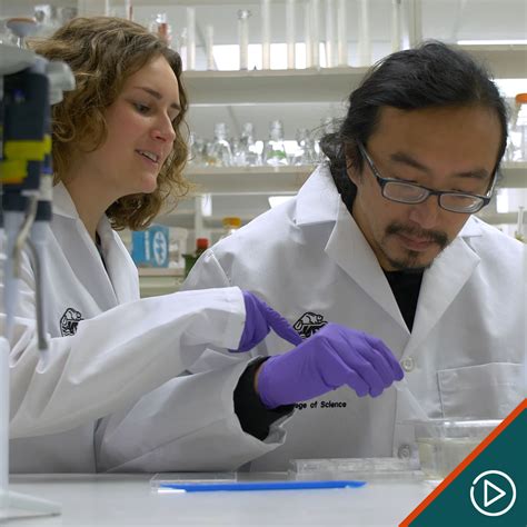 Undergraduate Research At The College Of Science Beaver Nation