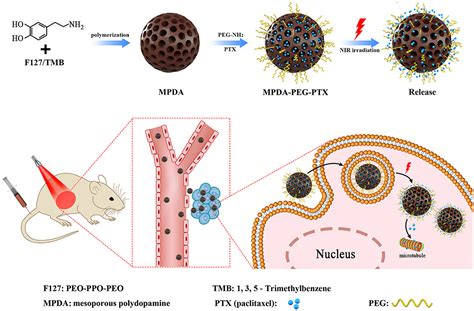 Multifunctional Mesoporous Polydopamine With Hydrophobic Paclitaxel Fo Ijn