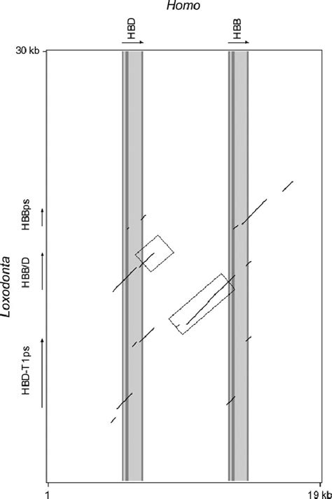 Dot Plot Of Pairwise Sequence Similarity Between The 3 Ends Of The Download Scientific