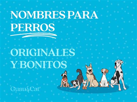 Cómo Debo Llamar A Mi Perro Blanco Y Negro