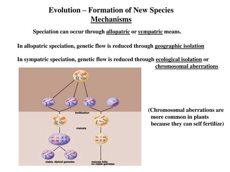 Ppt Evolution Formation Of New Species Powerpoint Presentation