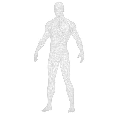 Human Respiratory System Lungs 3d Model