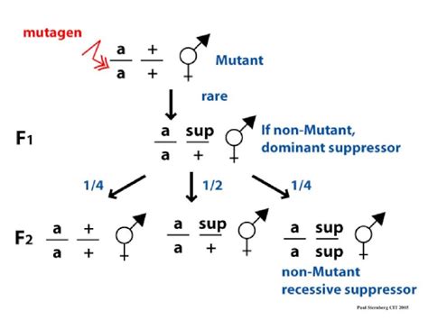 PPT Lecture Epistasis And Pathways DOKUMEN TIPS