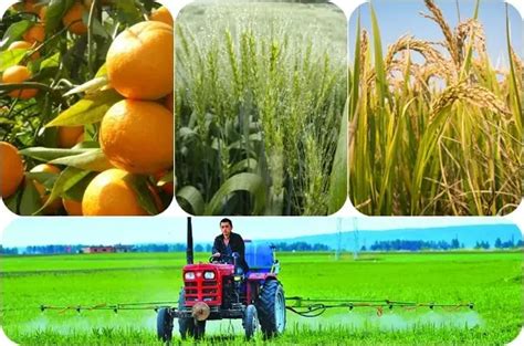 Root Mulch Suppresses Disease Mycorrhiza Bacillus Megaterium