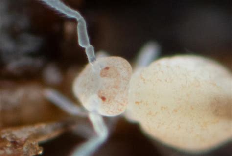 Globular Springtail Bugguidenet