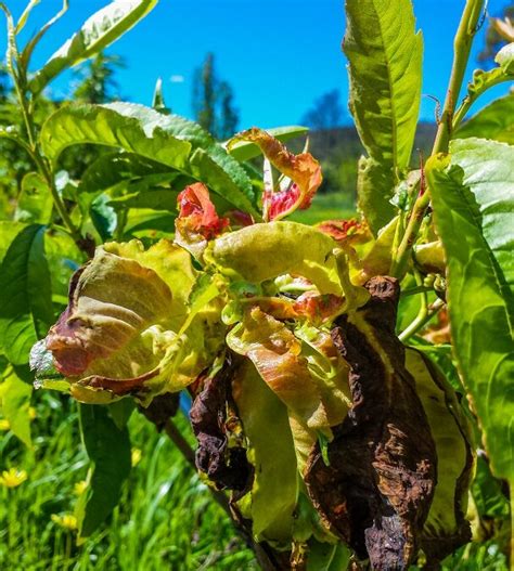 Leaf Curl Fruit And Peach Tree Leaf Curl