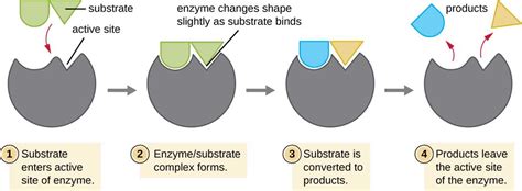 The Illustration Of Enzyme Substrate Interaction