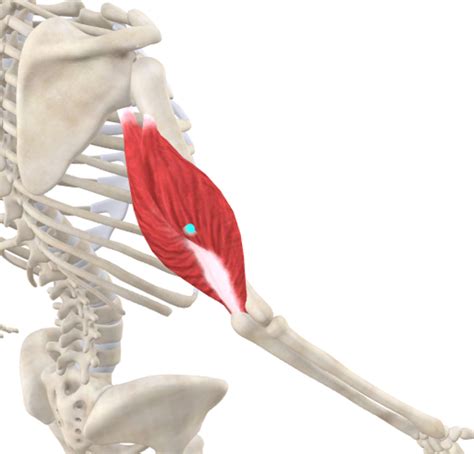 Trigger Point Of The Week Triceps